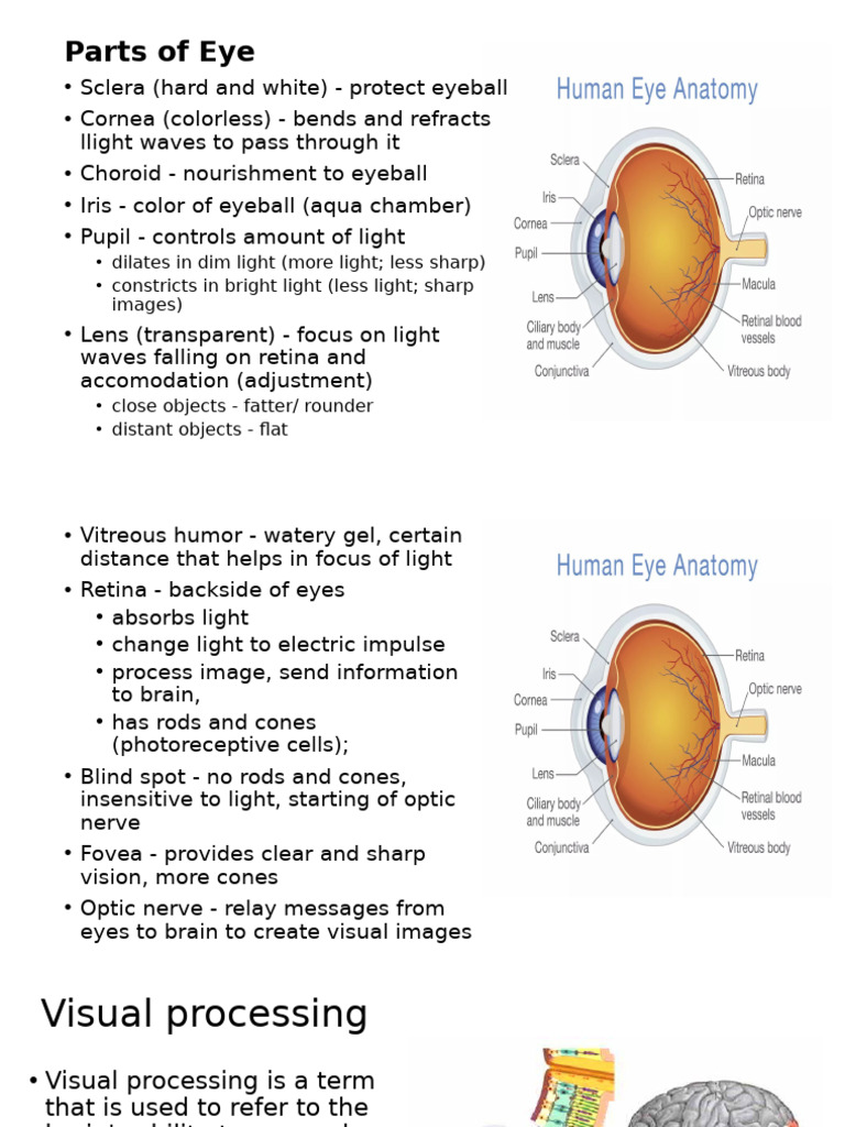 Anatomy and Function of the Eye | PDF