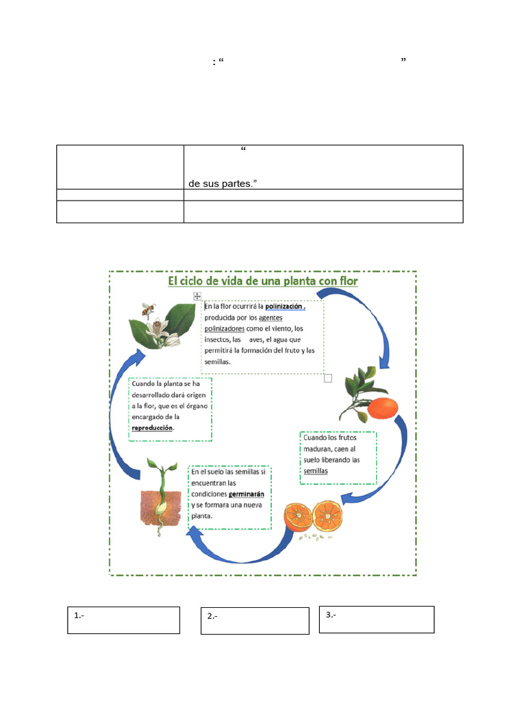 Guía de Ciencias - 3° Básico - Reproducción de Las Plantas | PDF