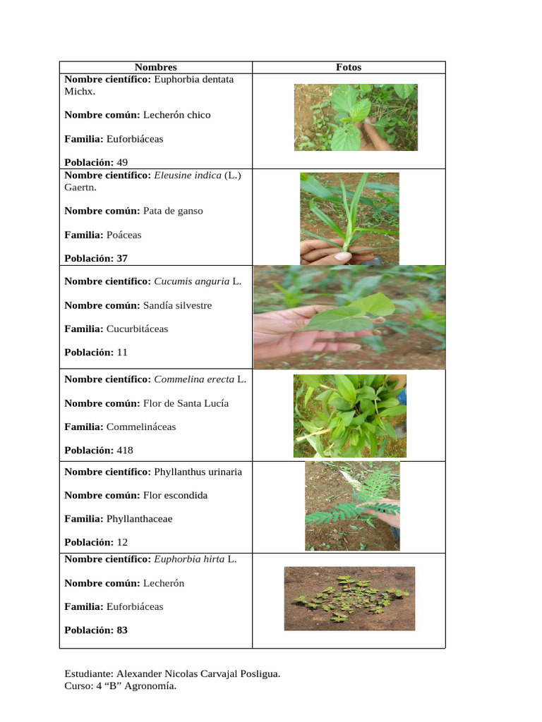 Maleza Ident | PDF | Ciencias sociales | Hogar, jardinería y bricolaje