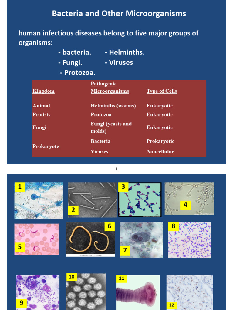 Medical Microbiology Slides Use This 3 | PDF | Bacteria | Cell (Biology)
