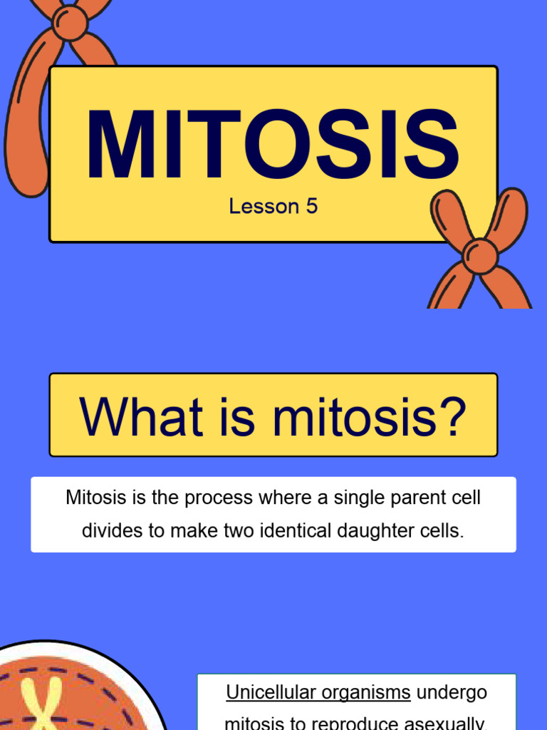 Lesson 5 and 6 Mitosis and Meiosis | PDF | Mitosis | Meiosis