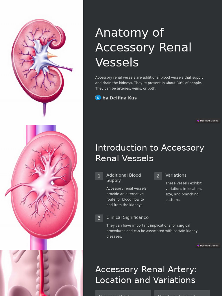 Anatomy of Accessory Renal Vessels | PDF | Kidney | Vein