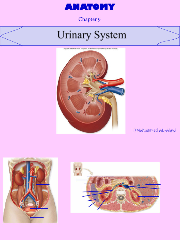 Chapter9&10- Urinary &Reproductive System Anatomy-1 | PDF | Kidney | Uterus