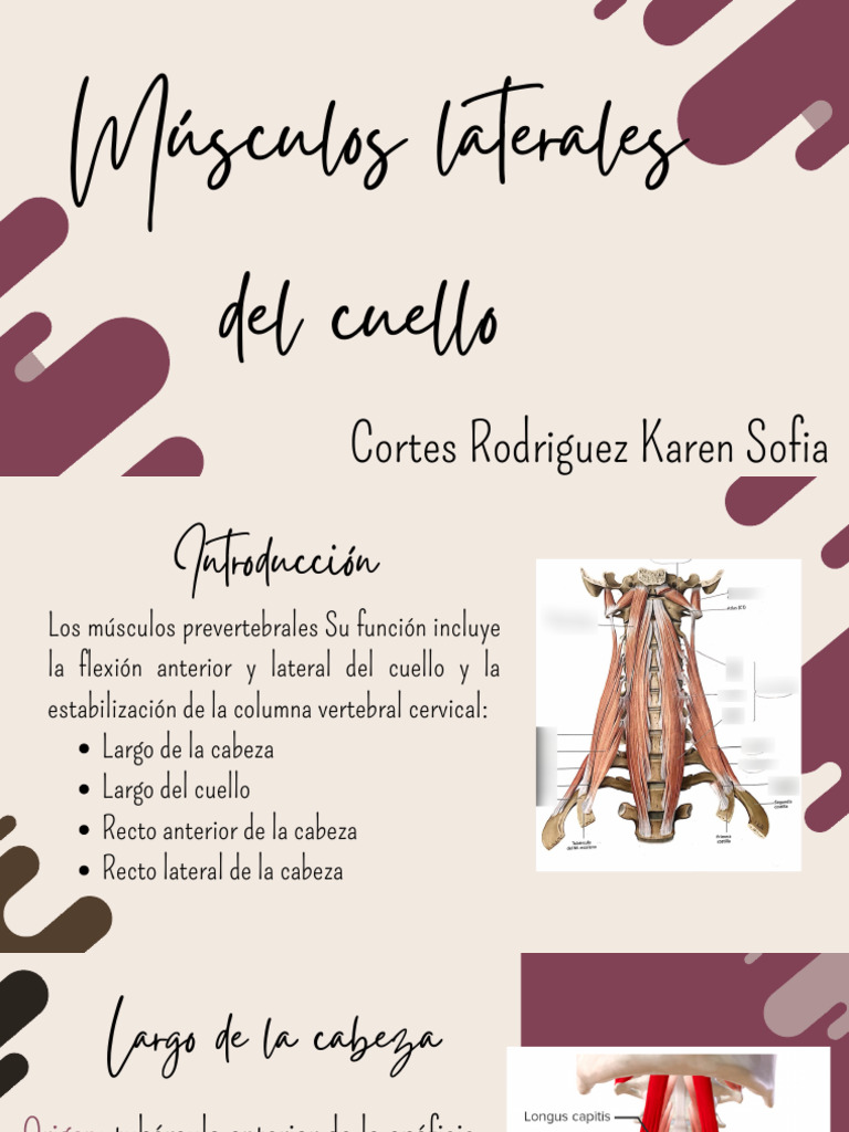 Musculos Laterales Del Cuello | PDF