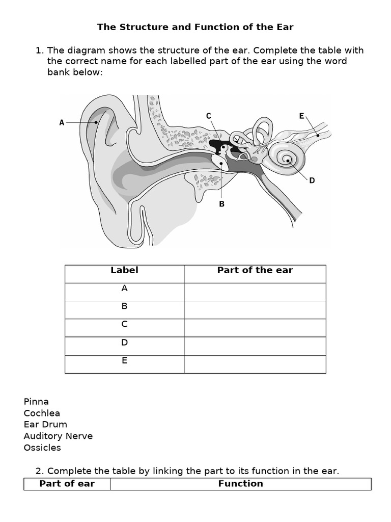 Ear-worksheet-BON | PDF