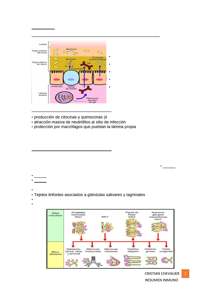 RESUMEN Teórico 8 Inmuno-1 | PDF | Sistema inmune | Célula T