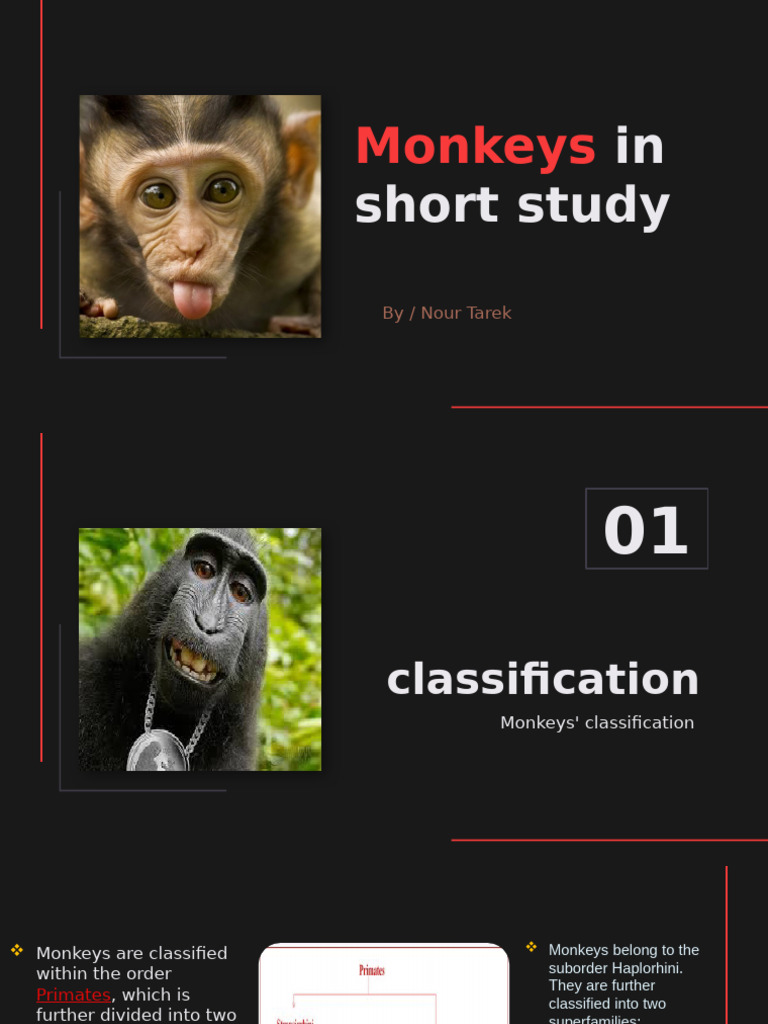 Presentation On Monkeys | PDF | Monkey | Zoology