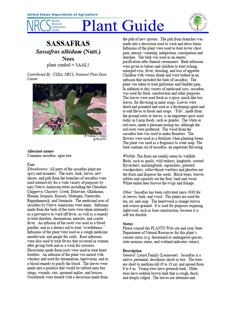 Sassafrass Info | PDF | Trees | Plants
