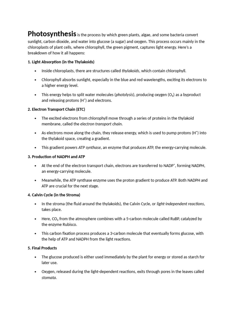 Photosynthesis Summary | PDF | Wellness | Technology & Engineering