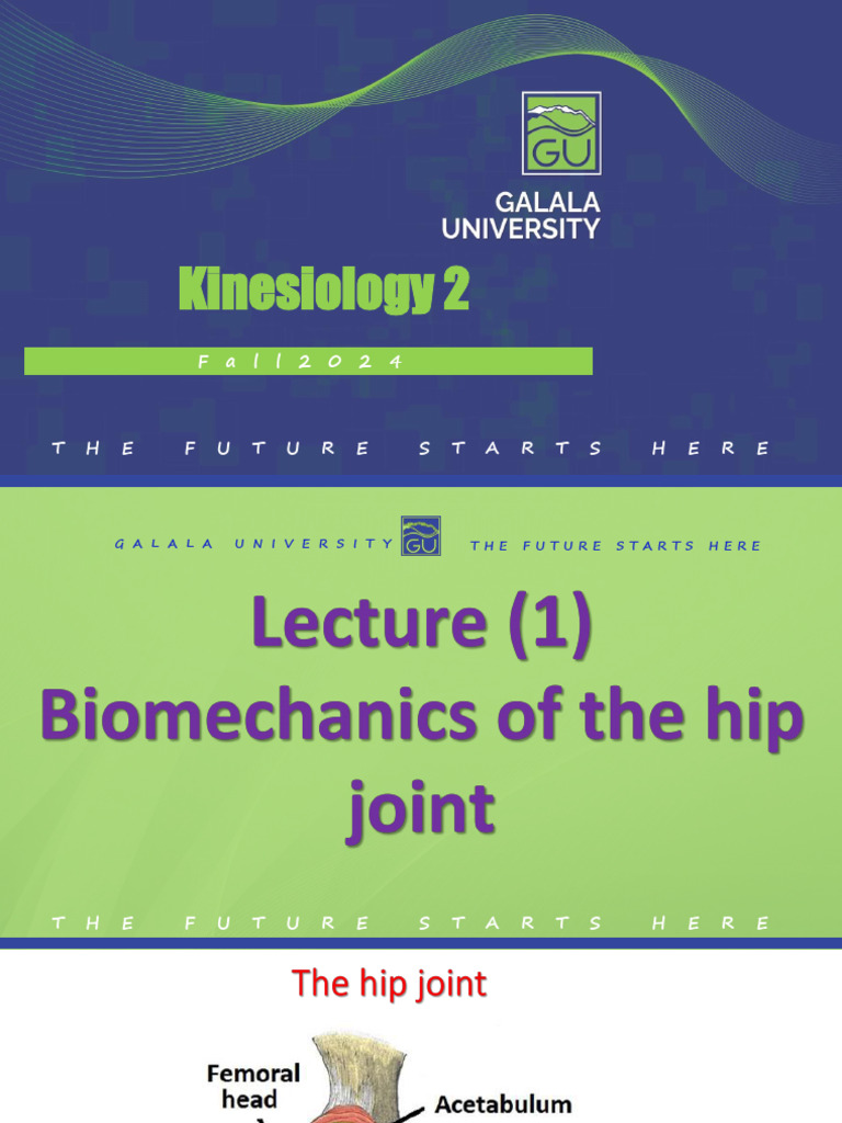 Lecture 1 Biomechanics of the Hip Joint | PDF | Hip | Pelvis Lecture 1 Biomechanics of the Hip Joint | PDF | Hip | Pelvis