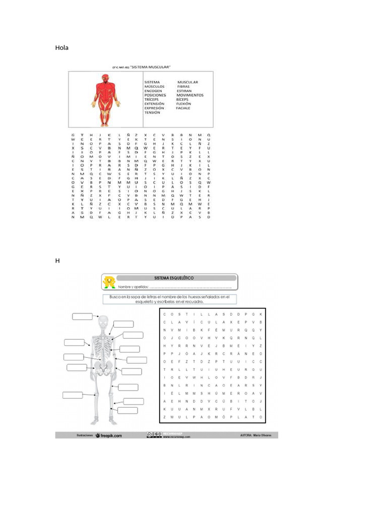 Los M sculos 2 24 PDF