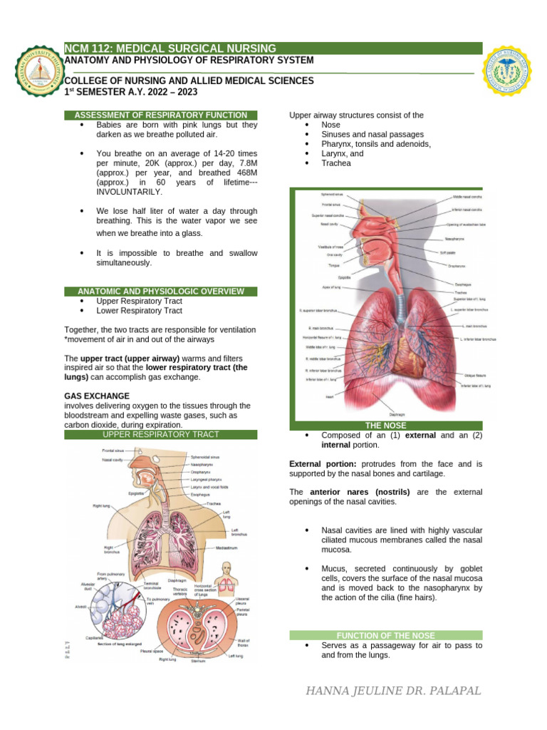 Ms Trans Anaphy Respi | PDF | Respiratory Tract | Lung