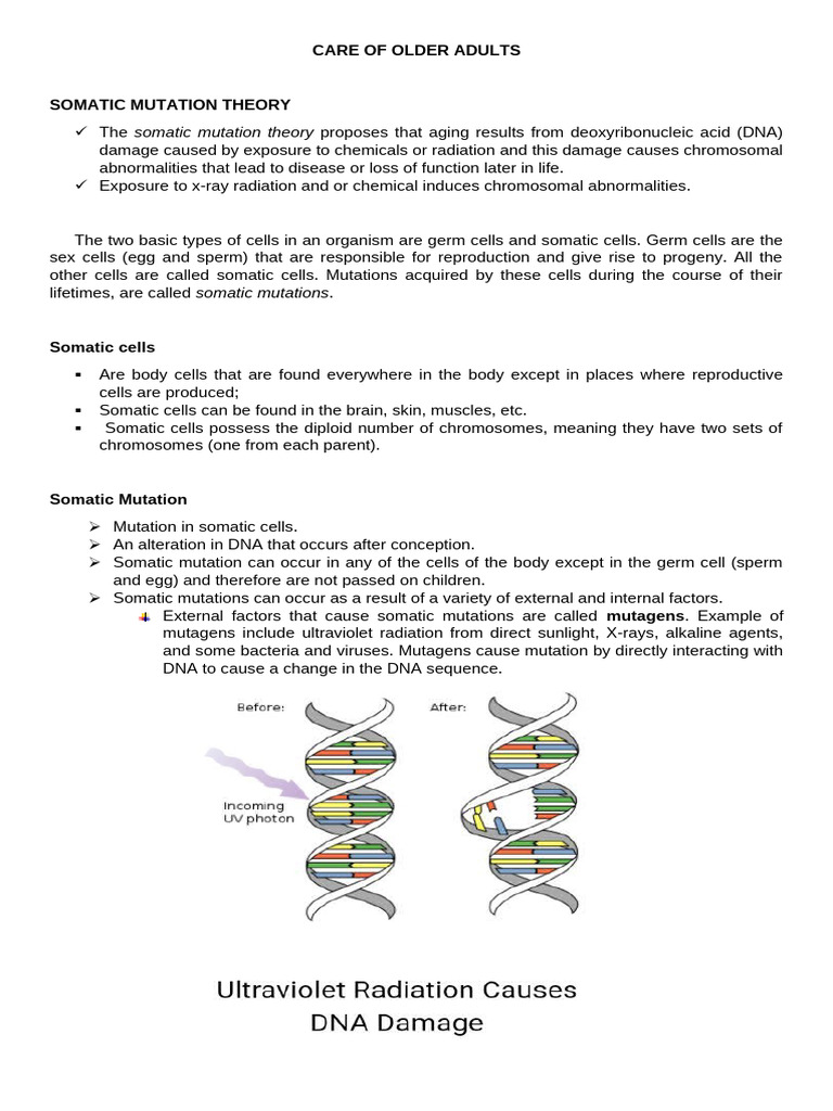 Somatic Mutation Theory | PDF | Mutation | Dna