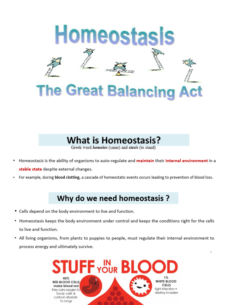Homeostasis | PDF | Homeostasis | Physiology