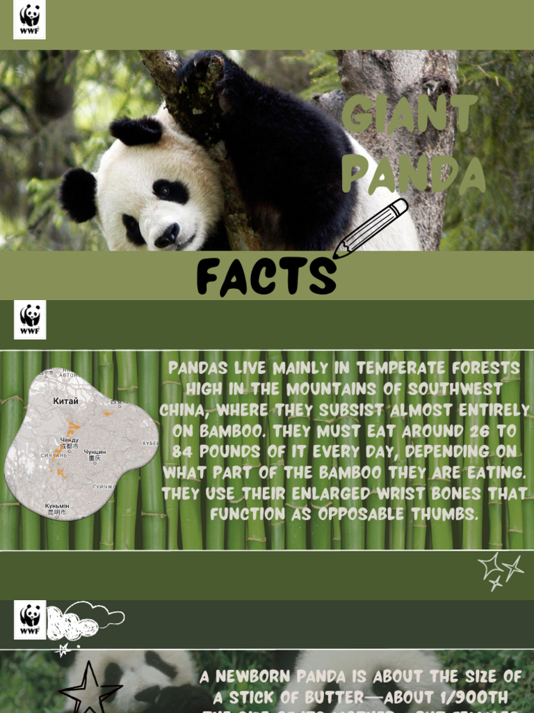 Giant Panda | PDF