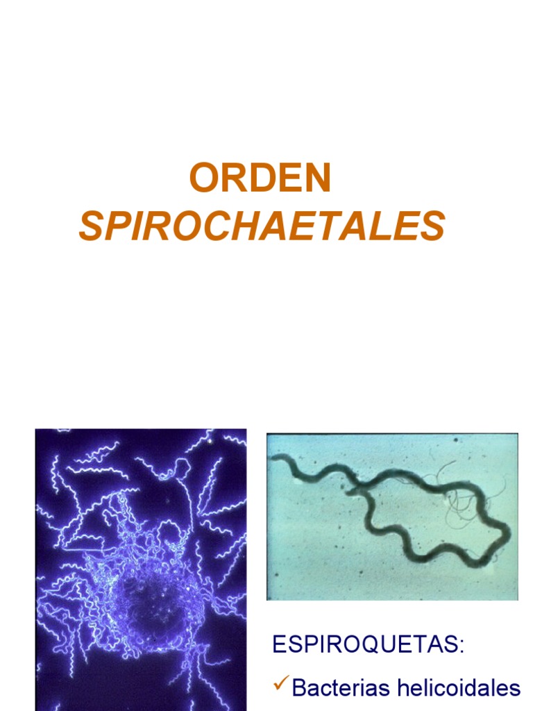 Tema Diapositivas Orden Spirochaetales | PDF | Enfermedad de Lyme ...