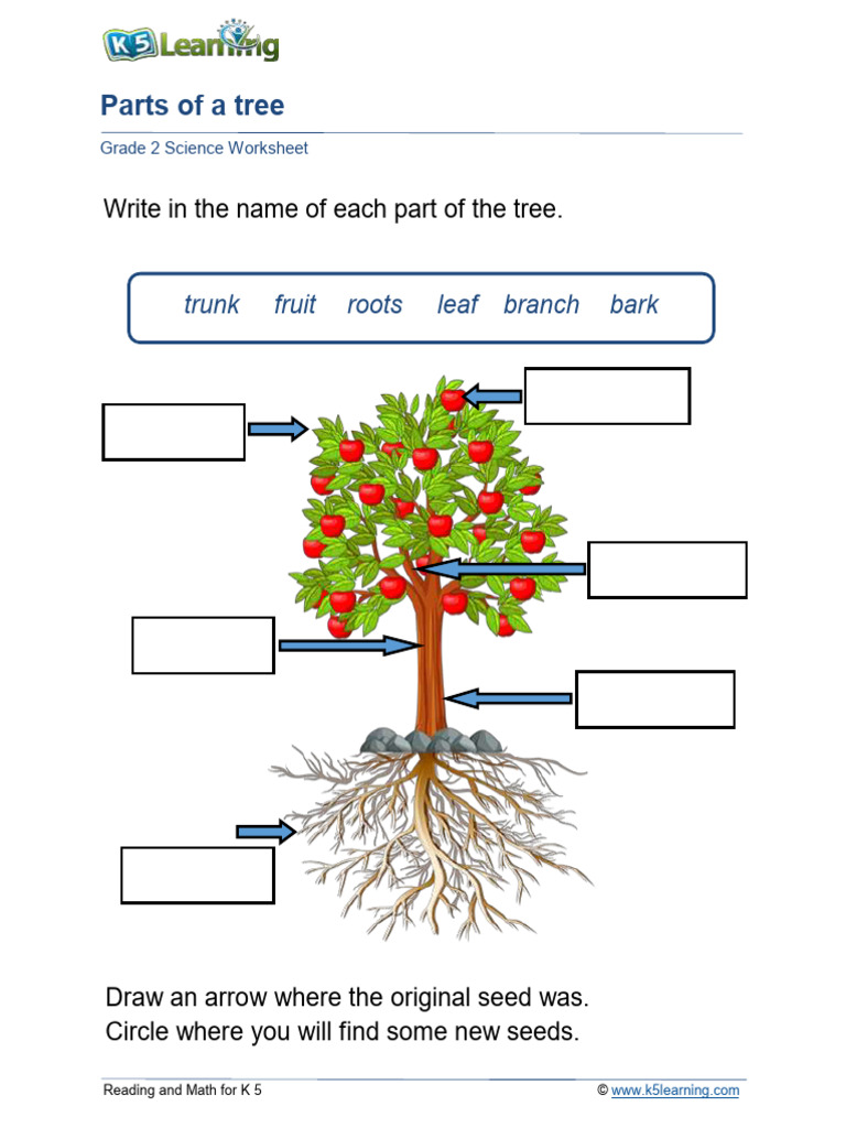 Grade 2 Plant Parts B | PDF