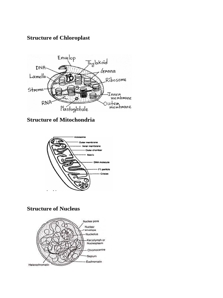 Class IX Biology LN 1 &2 Diagrams | PDF