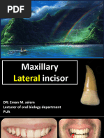 Permanent Maxillary Lateral Incisor Guide | PDF | Dentistry | Dental ...