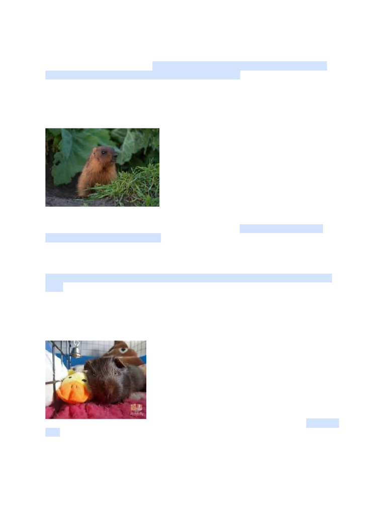 Bagaimana Perilaku Normal Marmut | PDF | Griya & Taman | Kesehatan Holistik