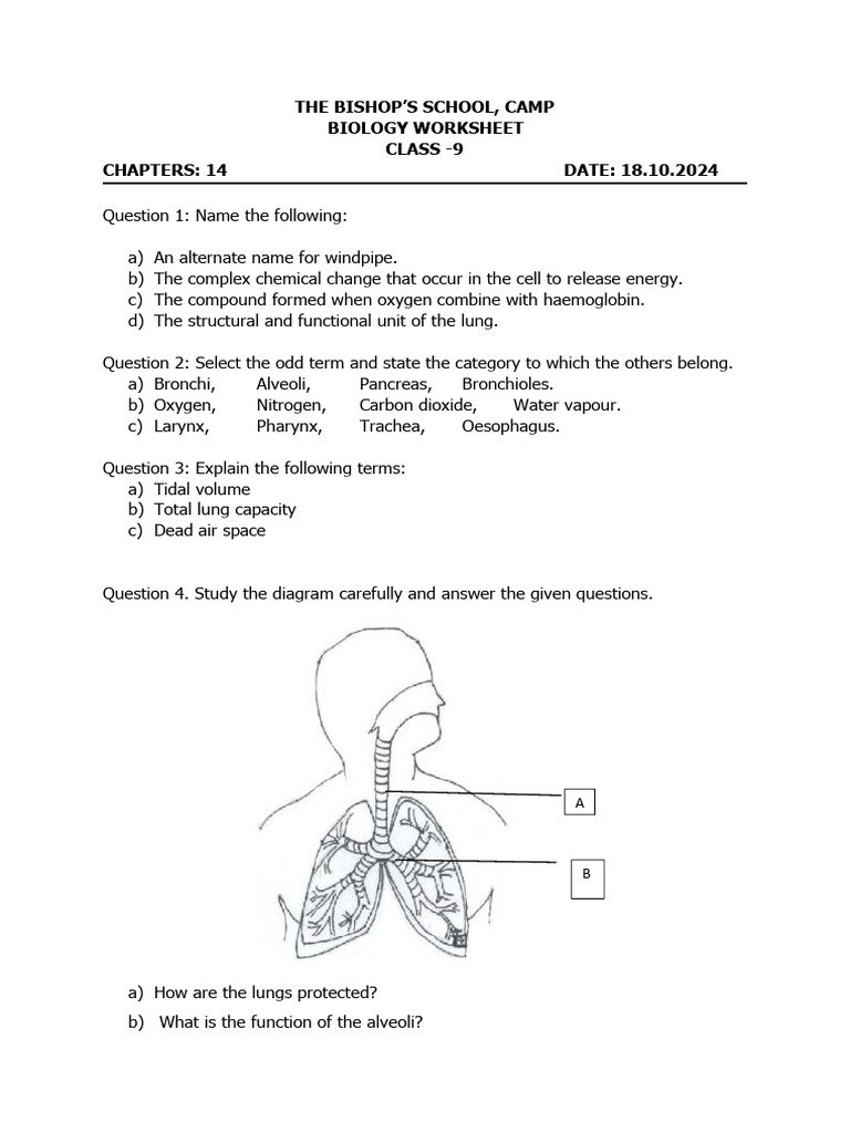 Class 9 Biology Worksheet: Respiratory System | PDF