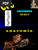 Anatomía Del Colédoco Pietrafita | PDF | Vesícula biliar ...