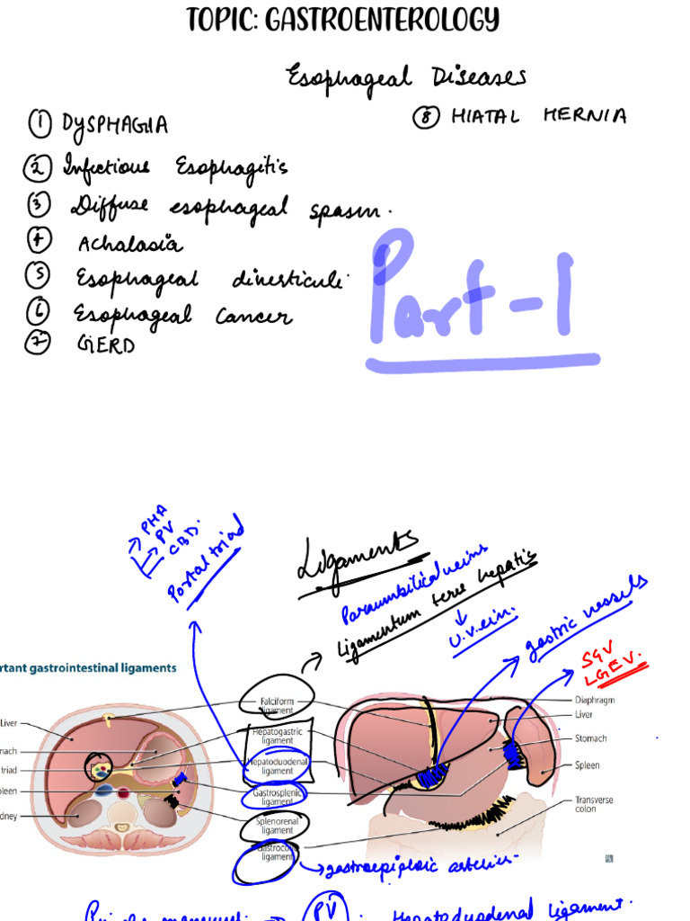 Part 1 Gastroenterology Rapid Revision | PDF