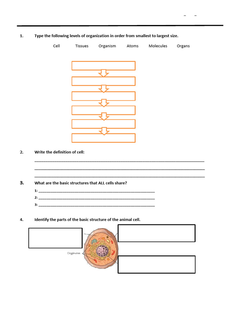 Tema 1 Ficha 3 Repaso BIL - 241028 - 180025 | PDF | Cell (Biology) | Tissue (Biology)