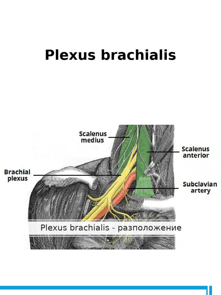 Сплетения plexuses | PDF