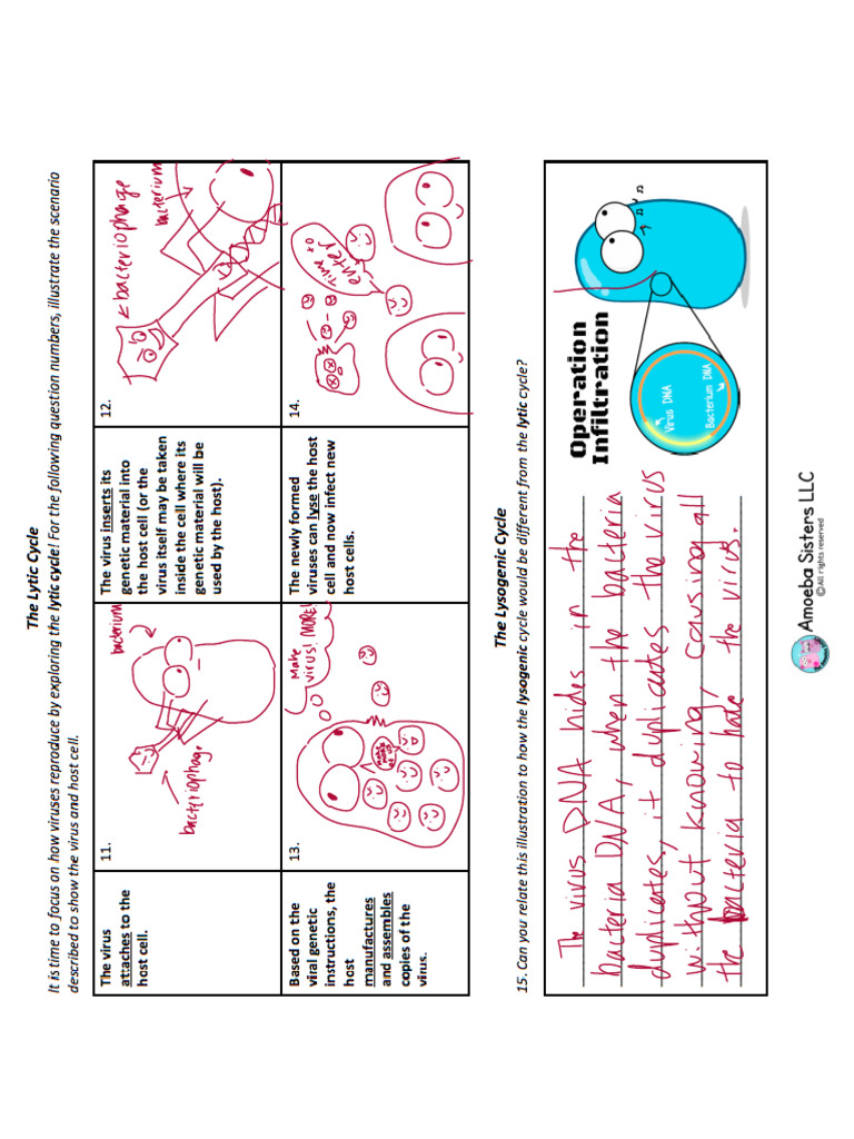 Virus Life Cycle WS | PDF