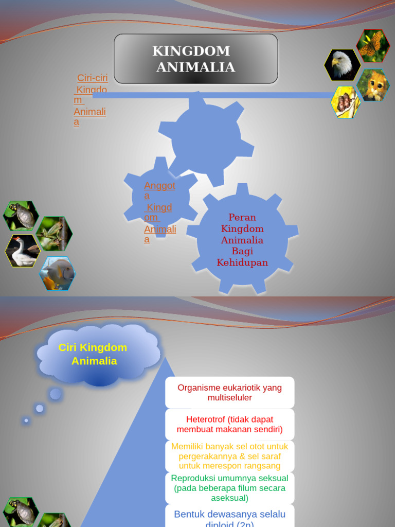 Kingdom Animalia (AVERTEBRATA) | PDF