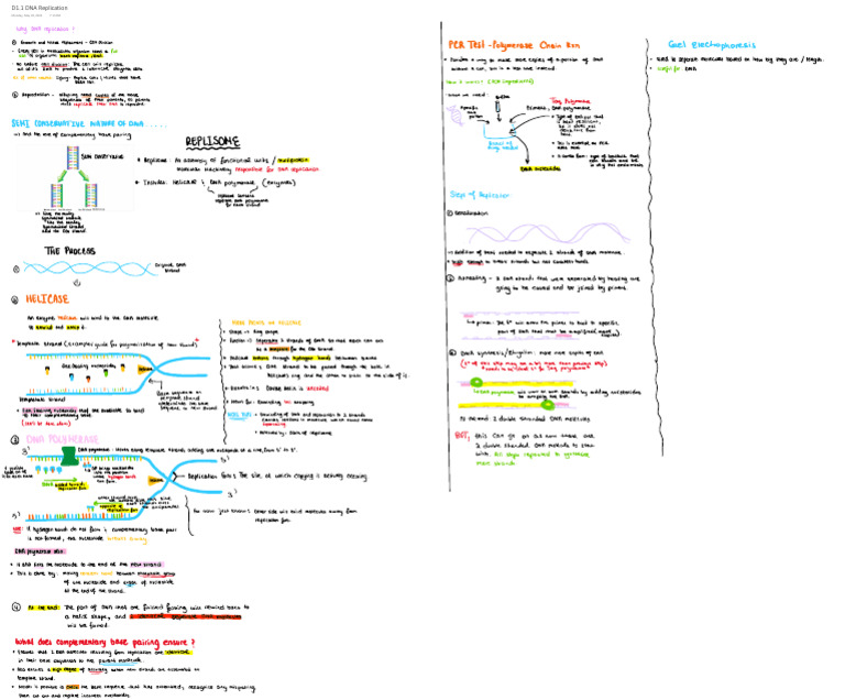 D1.1 DNA Replication | PDF