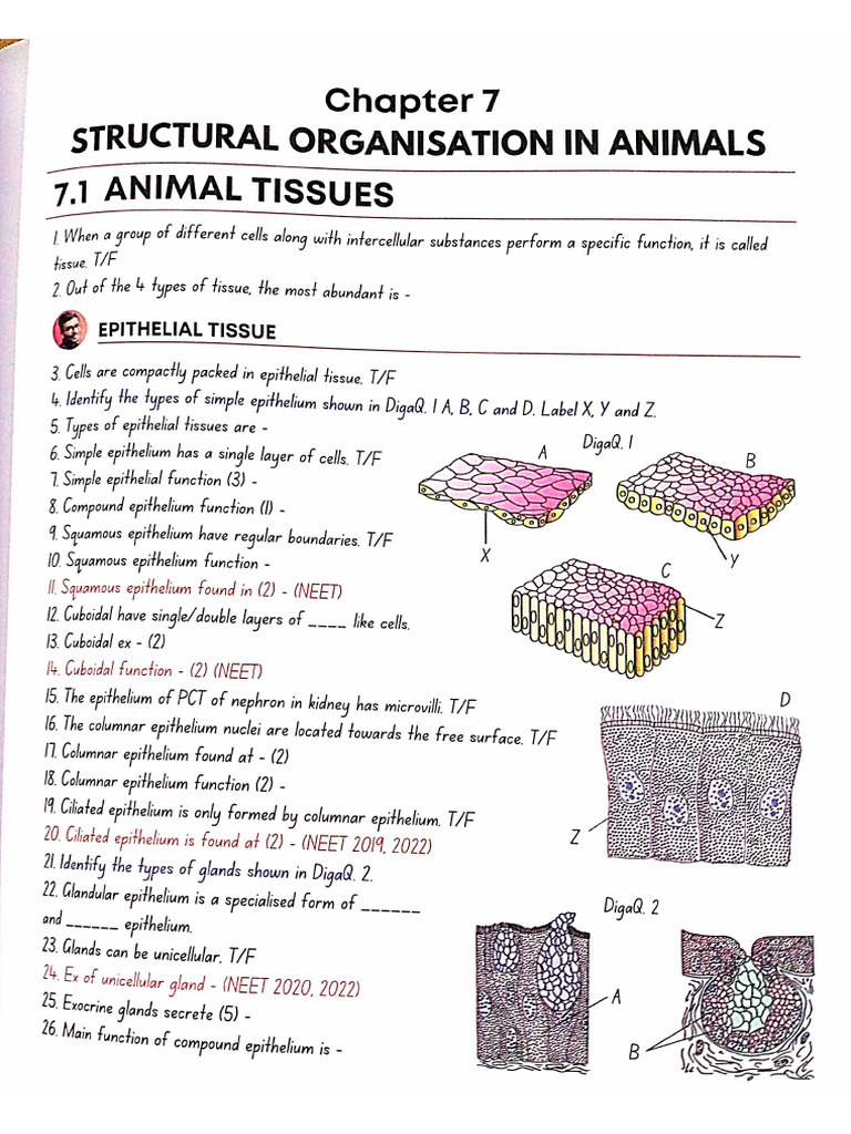7.1 Animal Tissue | PDF