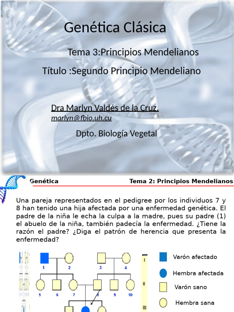 Tema 3 Clase 2 Principios Mendelianos | PDF | Dominancia (Genética) | Prueba de ji cuadrado