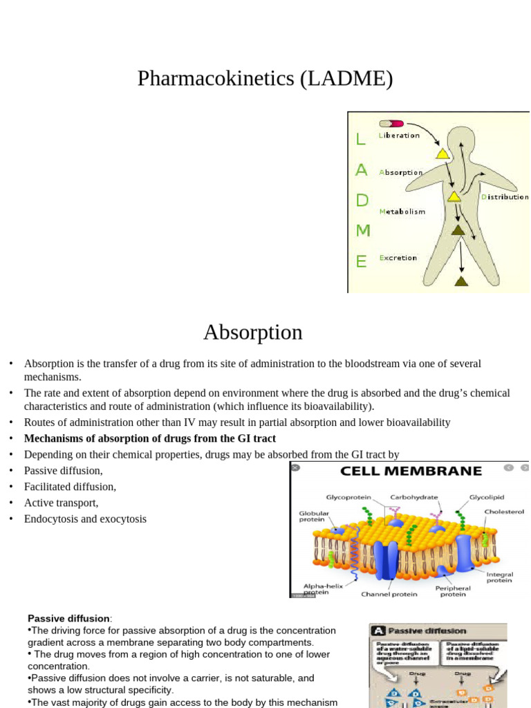 Lecture Three | PDF | Bioavailability | Pharmacology