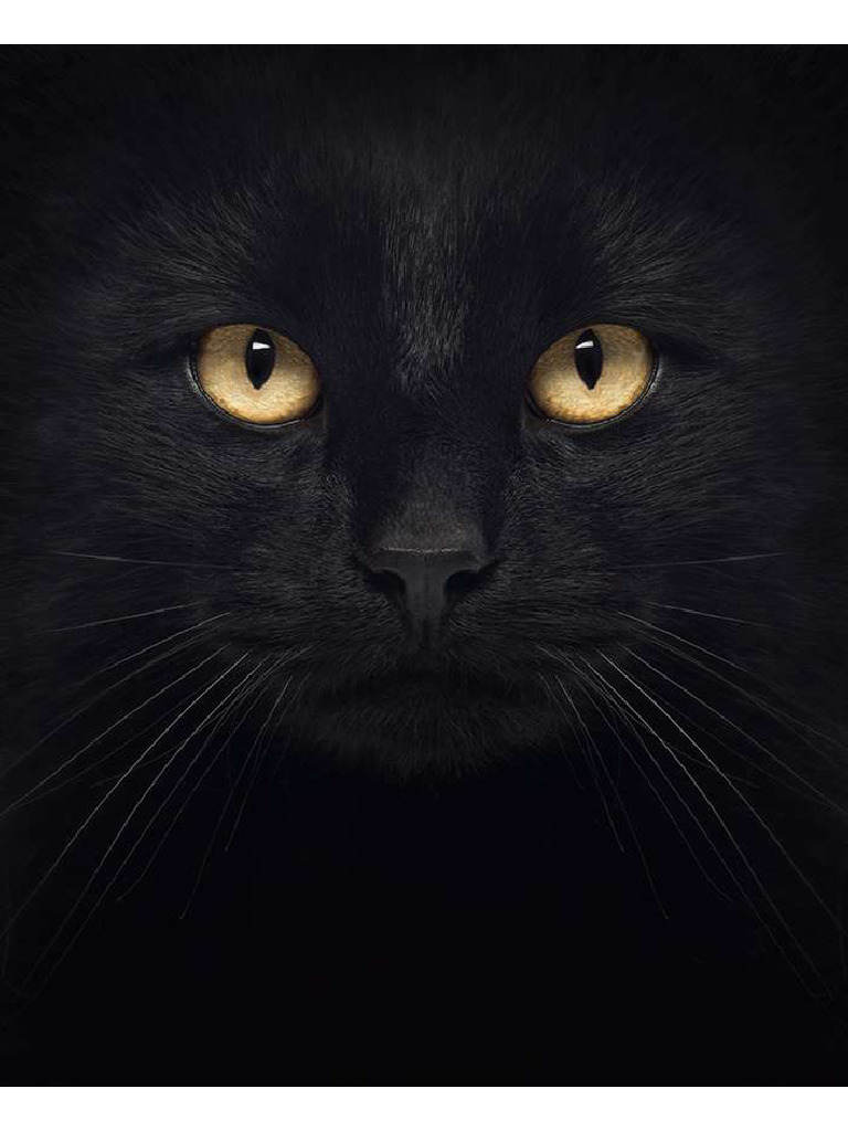 Black Cat Yellow Eyes | PDF