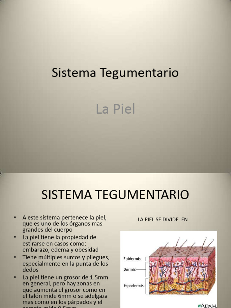 Sistema Tegumentario | PDF | Piel | Sistema tegumentario