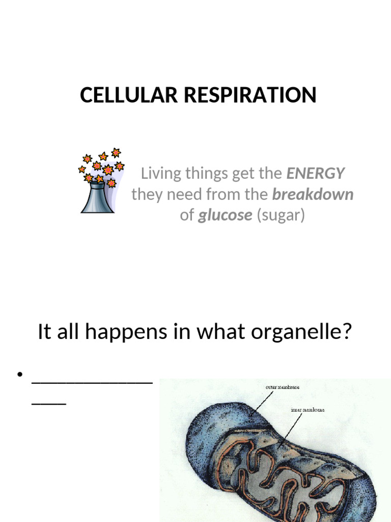 Topic 9 - Cellular Respiration | PDF | Cellular Respiration | Glycolysis