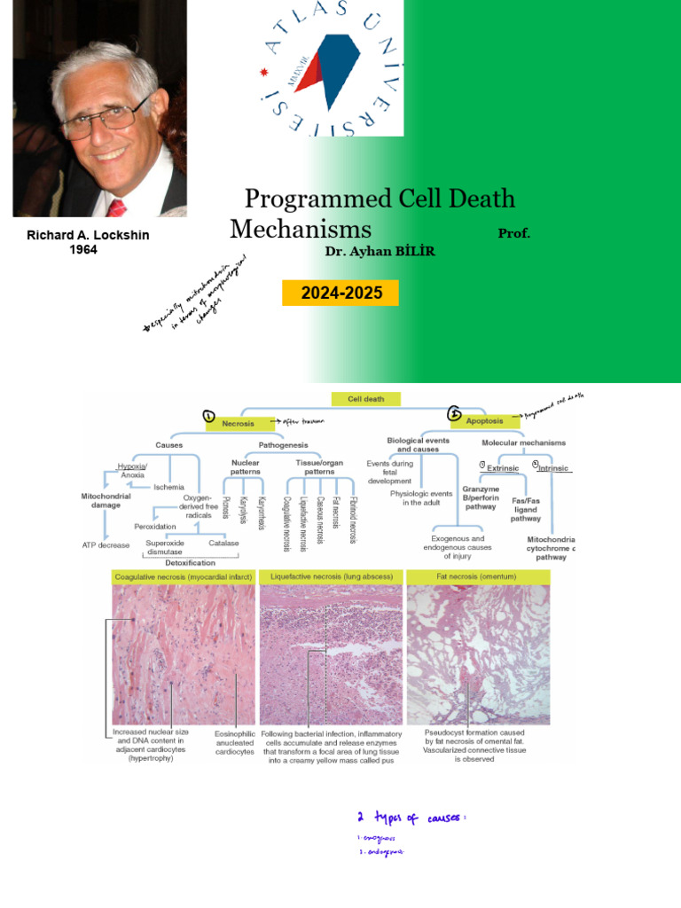 Cell Death Mechanisms 2 | PDF | Apoptosis | Autophagy