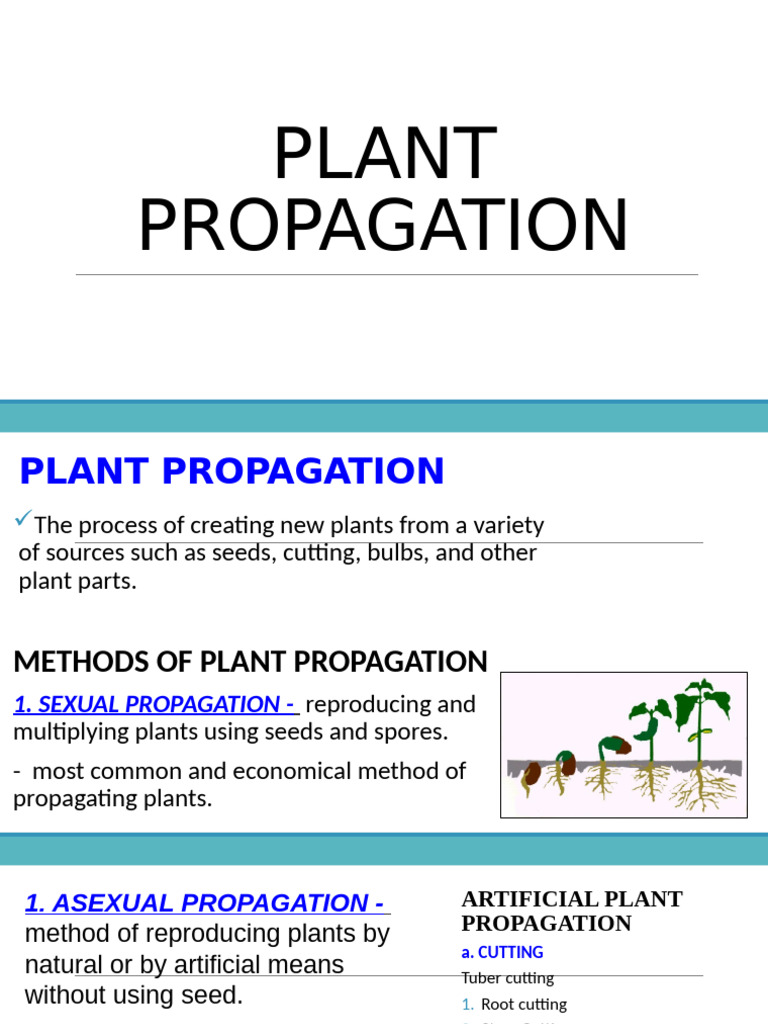 Methods of Plant Propagation Explained | PDF | Grafting | Plants