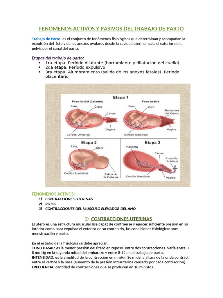 Fenomenos Activos y Pasivos Del Trabajo de Parto | PDF | Parto | Útero