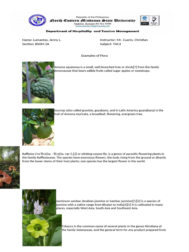 Philippine Culture - Leng Abogado | PDF | Plants | Botany