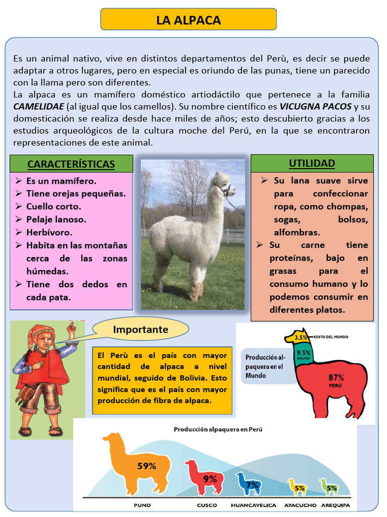 Características y Utilidad de la Alpaca | PDF | Perú | Carne