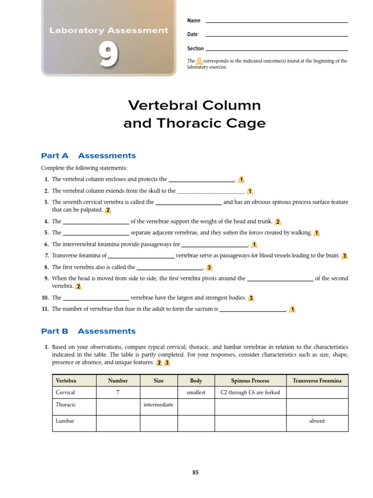 Ribs & Spine Lab | PDF | Vertebra | Vertebral Column