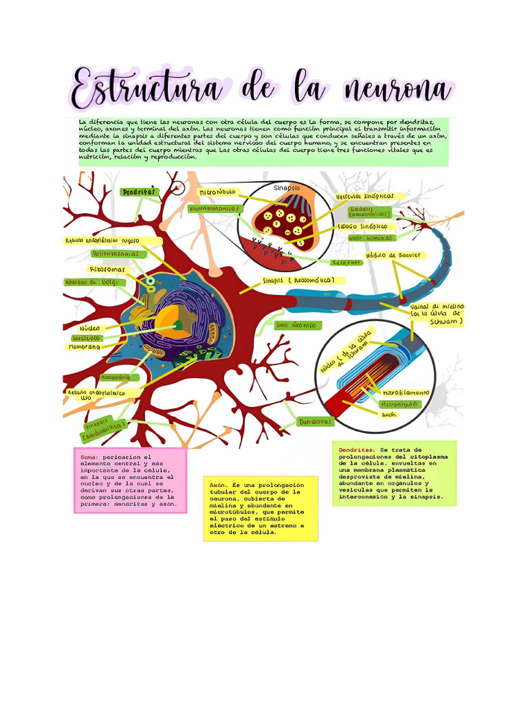 Neuron Structure - Spanish and English | PDF