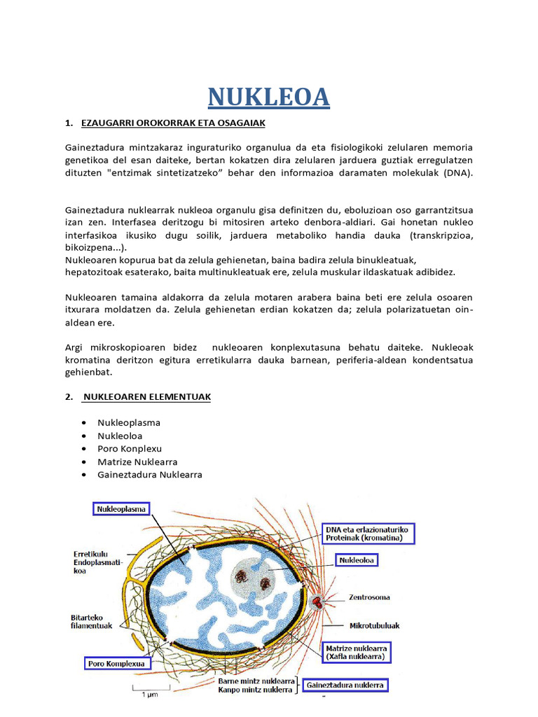 Zelulen Biologia Osoa | PDF