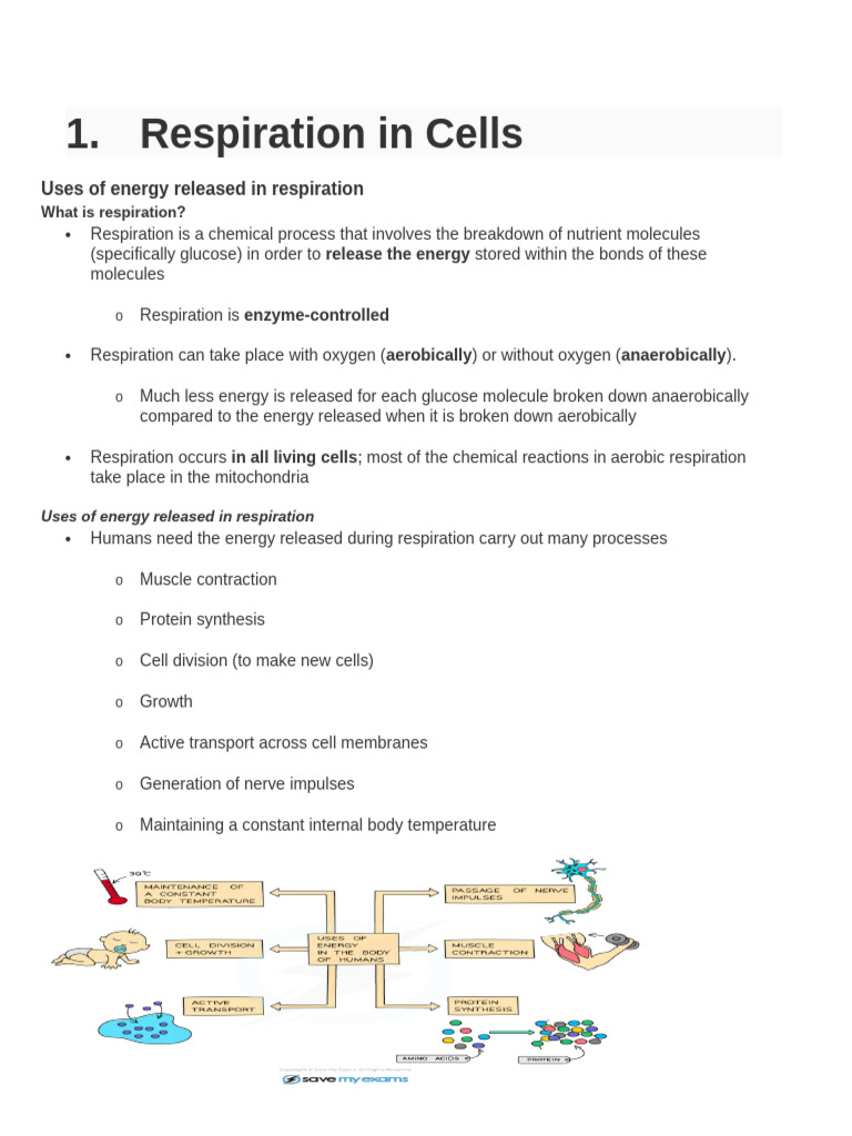Respiration in Cells Gas Exchange | PDF | Cellular Respiration | Breathing