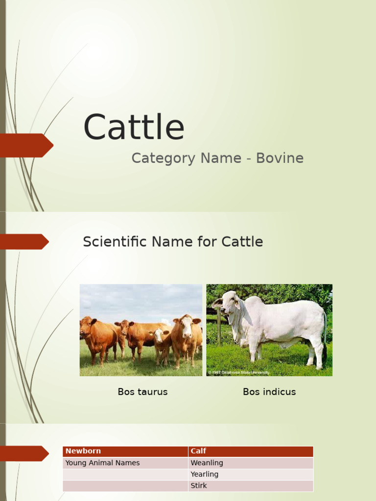 Cattle Master Sheet Powerpoint | PDF