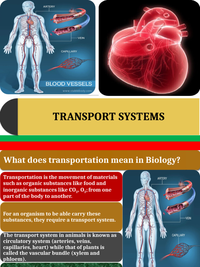 Overview of Biological Transport Systems | PDF | Heart Valve | Heart