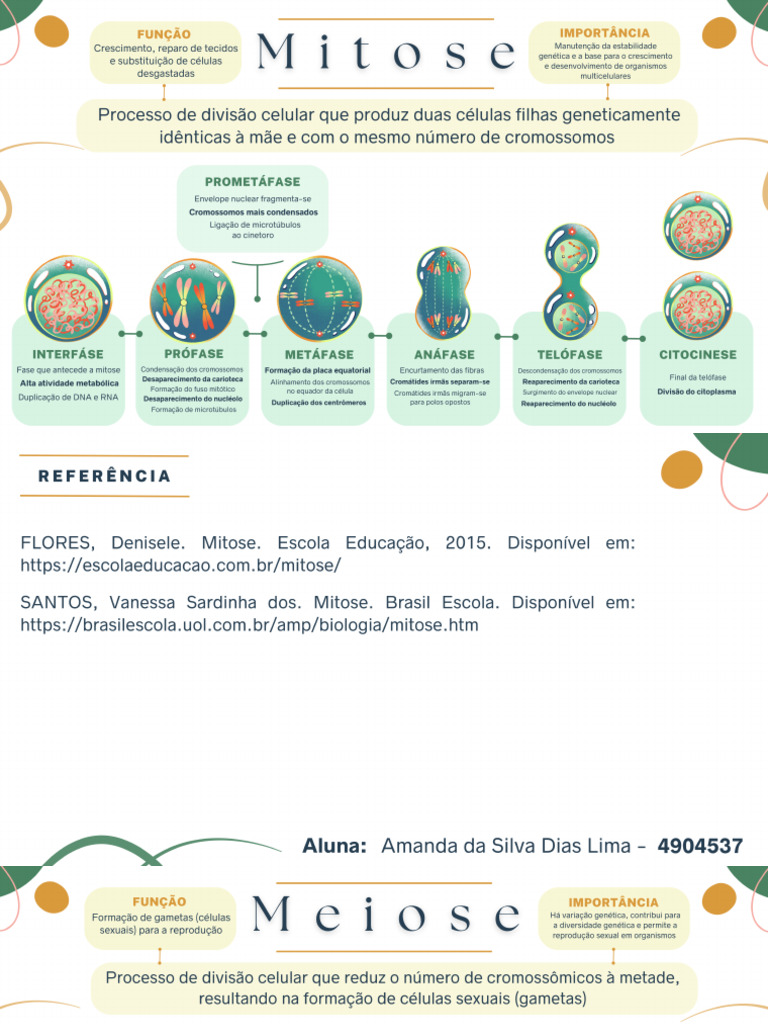Mitose e Meiose | PDF